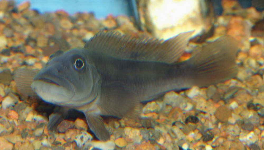 West African Cichlids - English